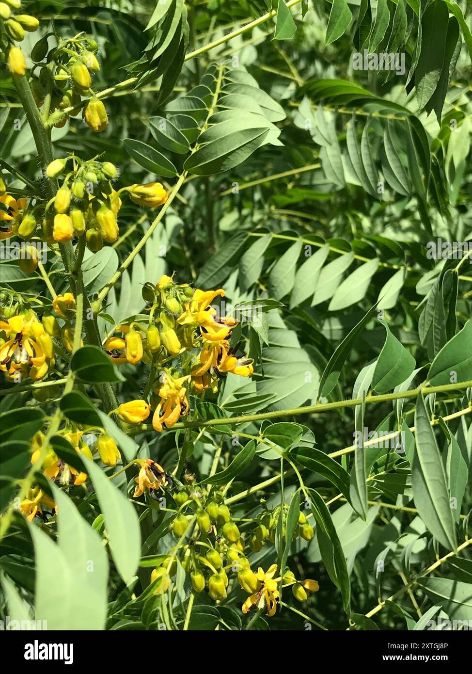American senna (Senna hebecarpa) Plantae Stock Photo - Alamy