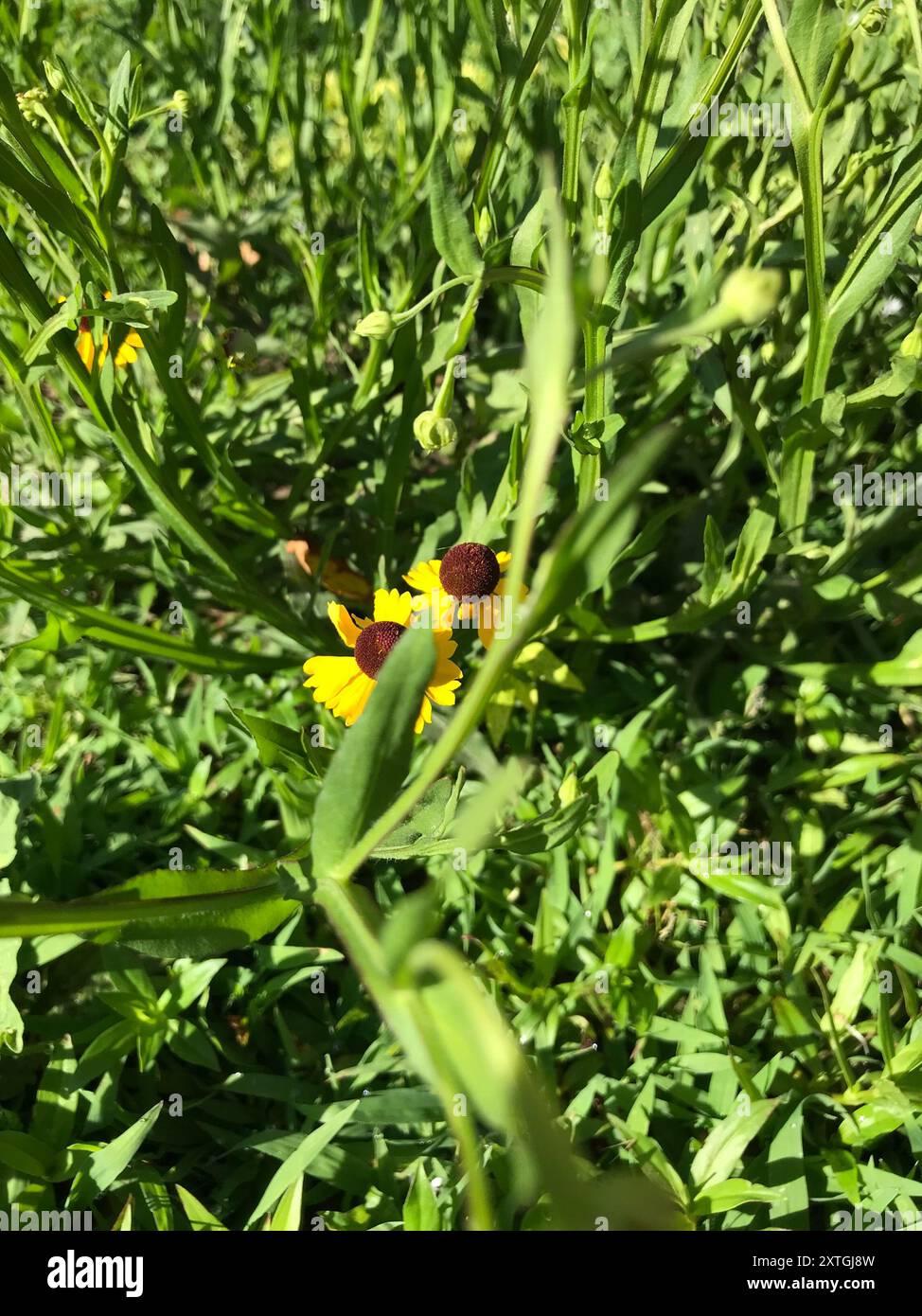 Southern Sneezeweed (Helenium flexuosum) Plantae Stock Photo - Alamy