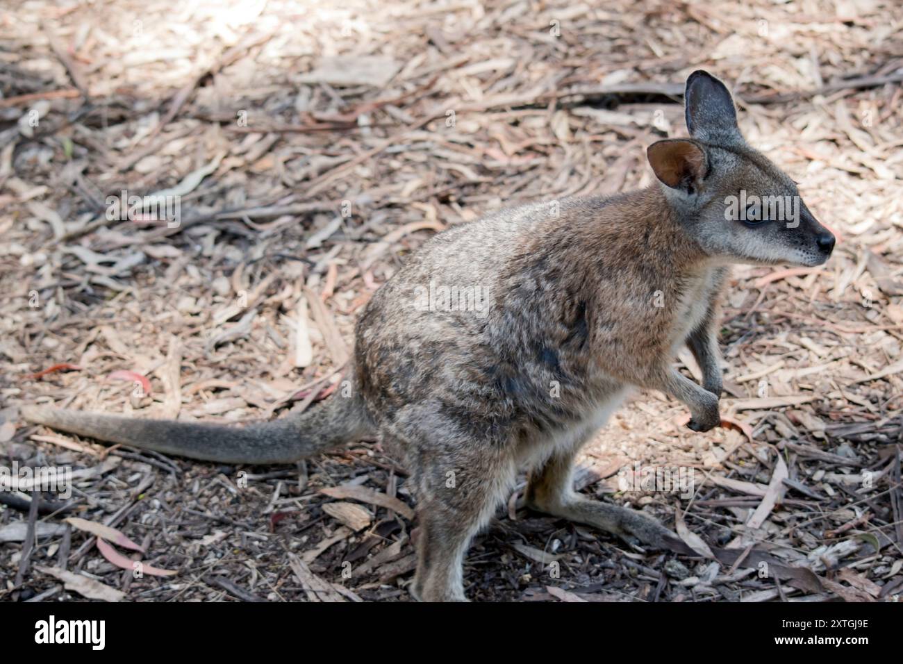 the tammar wallaby is a small grey wallaby with tan shoulders and a ...