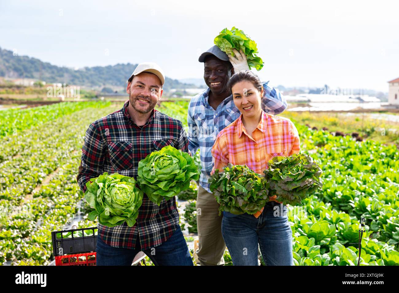 Three positive multiethnic gardeners with lettuce crop Stock Photo - Alamy