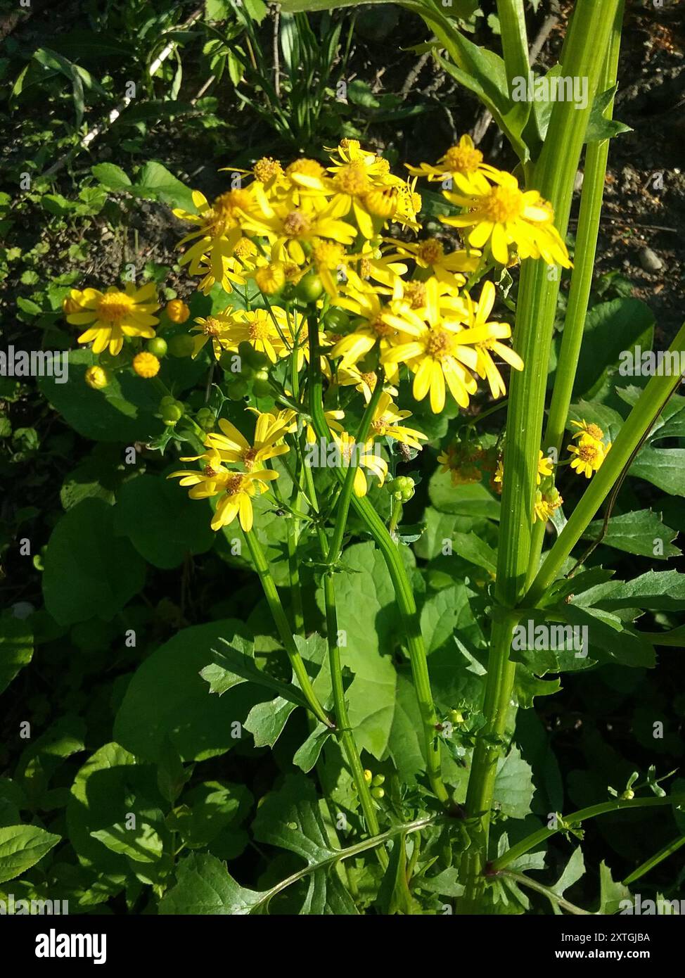 Butterweed (Packera glabella) Plantae Stock Photo - Alamy