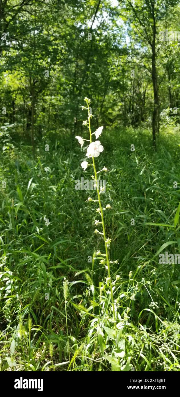 moth mullein (Verbascum blattaria) Plantae Stock Photo - Alamy