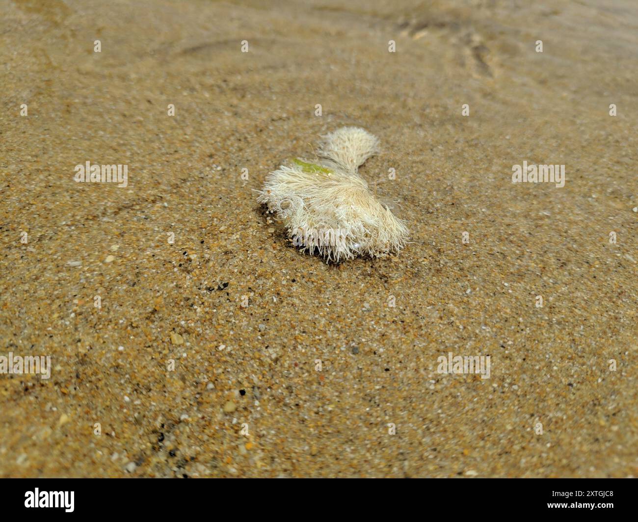 Red Coralline Algae (Jania) Plantae Stock Photo - Alamy