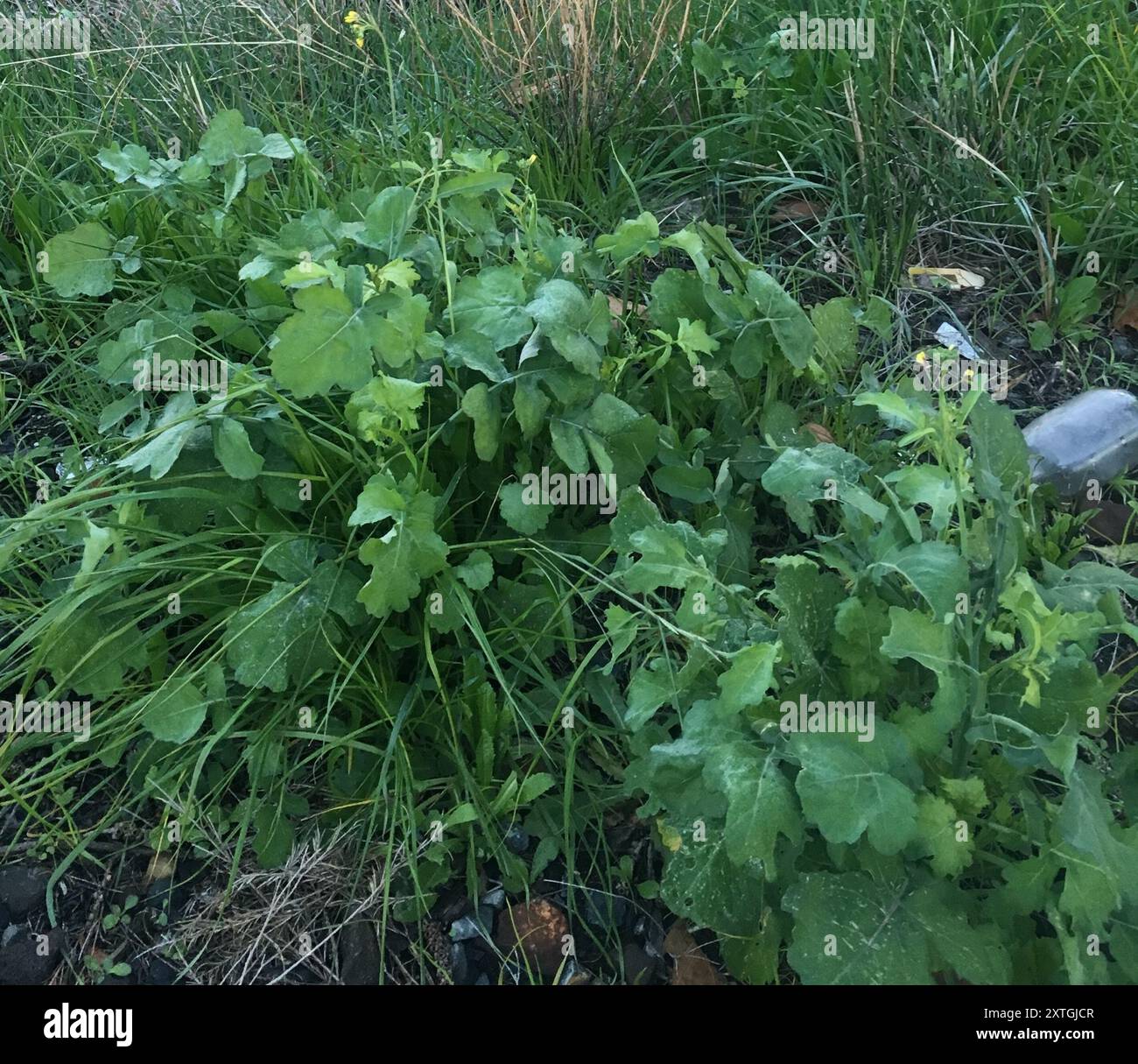 mustard family (Brassicaceae) Plantae Stock Photo - Alamy