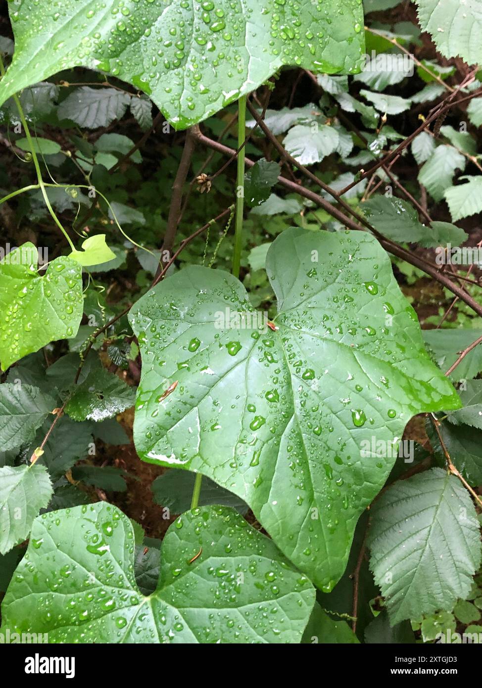 coastal manroot (Marah oregana) Plantae Stock Photo - Alamy