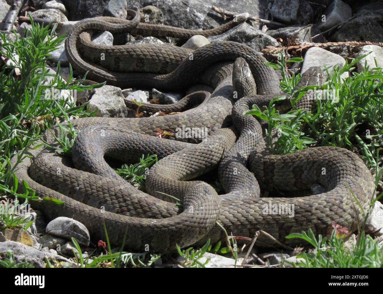 Common Watersnake (Nerodia sipedon) Reptilia Stock Photo - Alamy