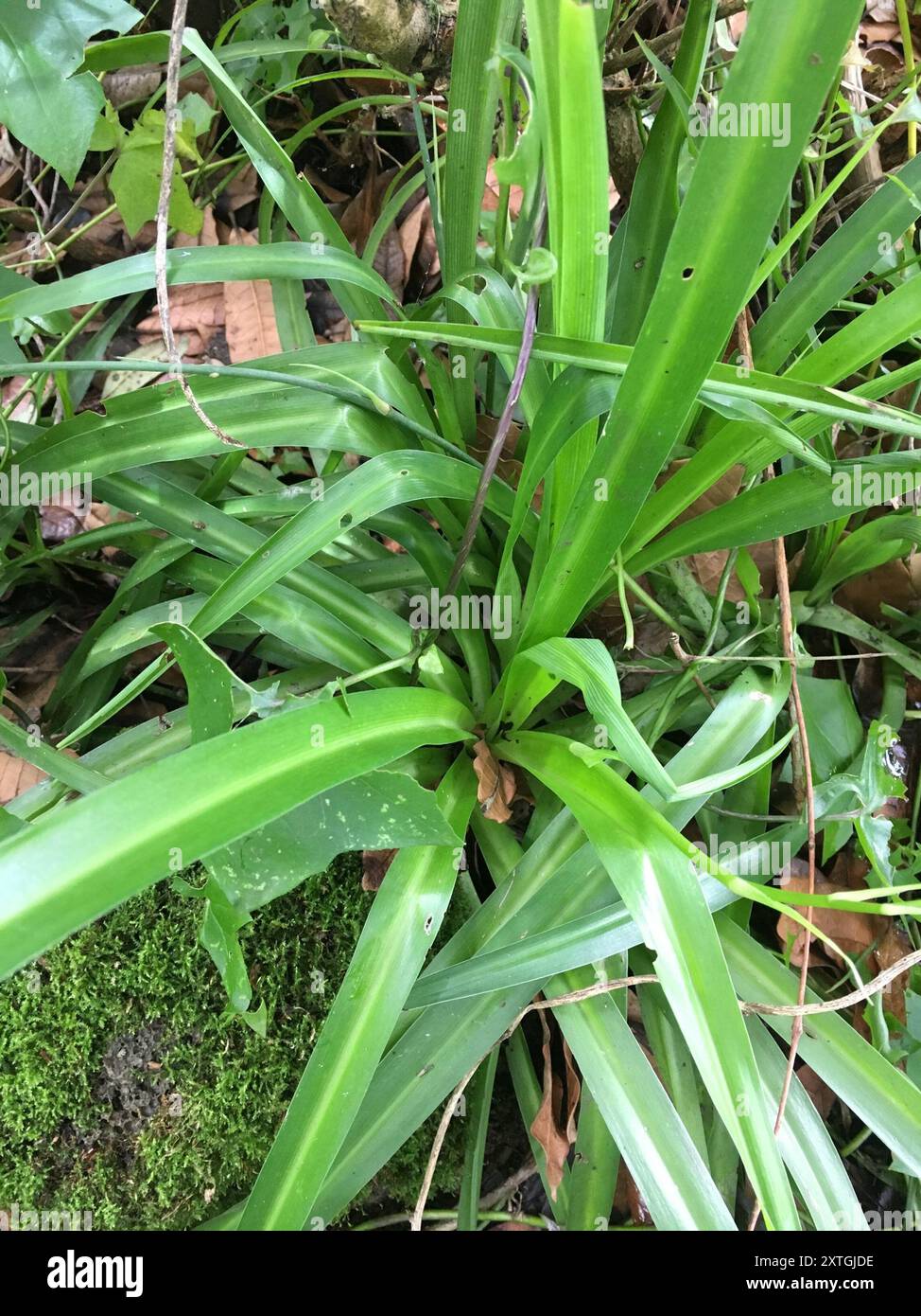 flowering plants (Angiospermae) Plantae Stock Photo - Alamy