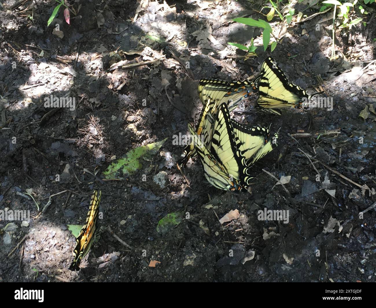 Tiger Swallowtails and Allies (Pterourus) Insecta Stock Photo - Alamy