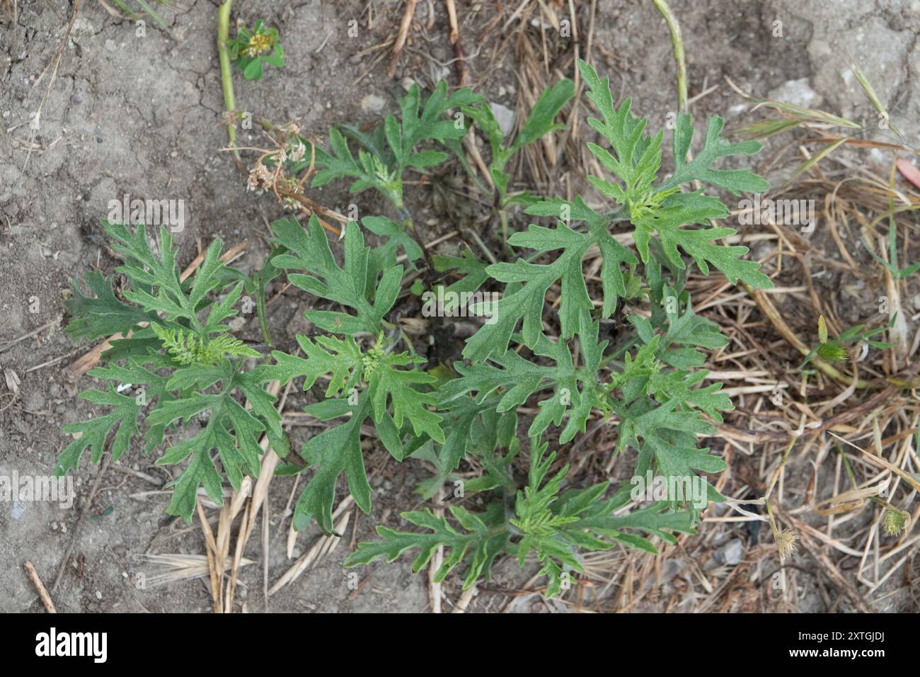western ragweed (Ambrosia psilostachya) Plantae Stock Photo - Alamy
