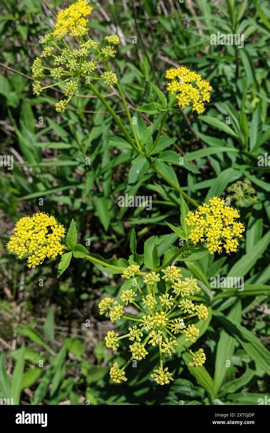 golden Alexanders (Zizia aurea) Plantae Stock Photo - Alamy