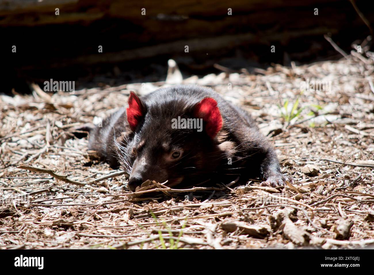 the tasmanian devil is a black marsupial Stock Photo - Alamy
