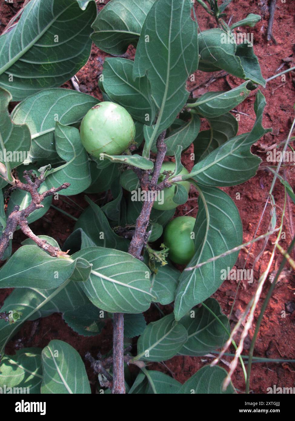 wild-medlar (Vangueria infausta) Plantae Stock Photo - Alamy