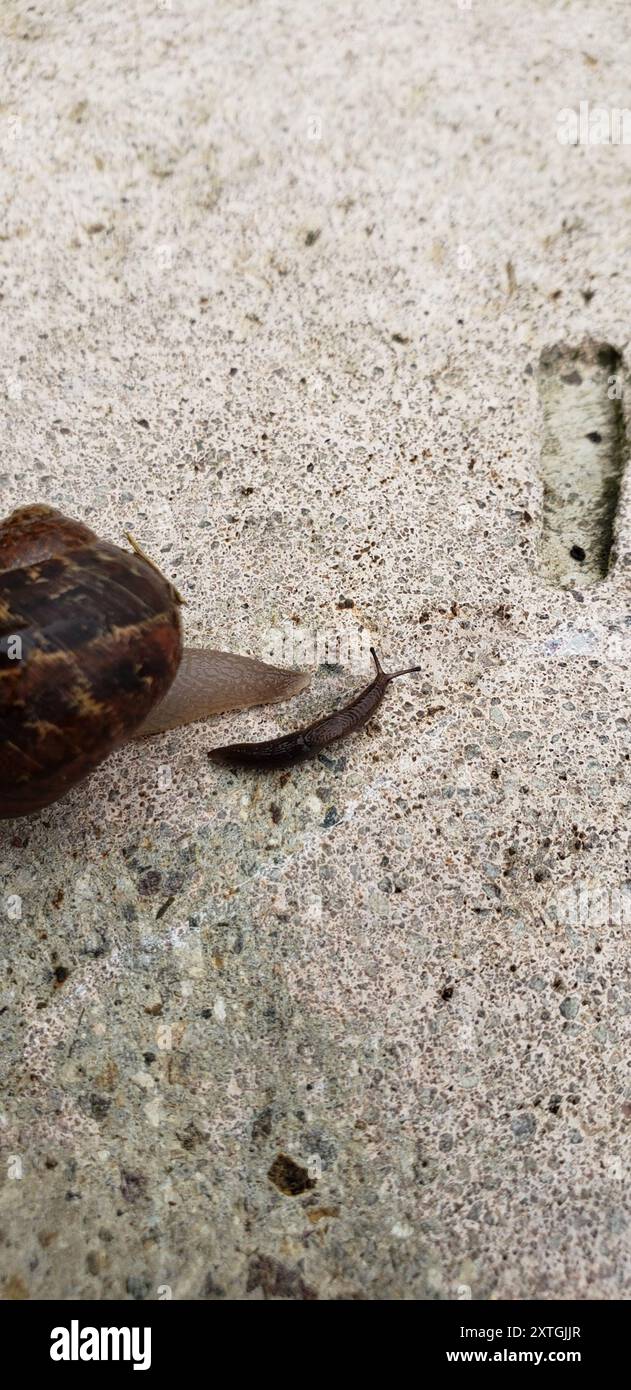 Smooth Land Slugs (Deroceras) Mollusca Stock Photo - Alamy