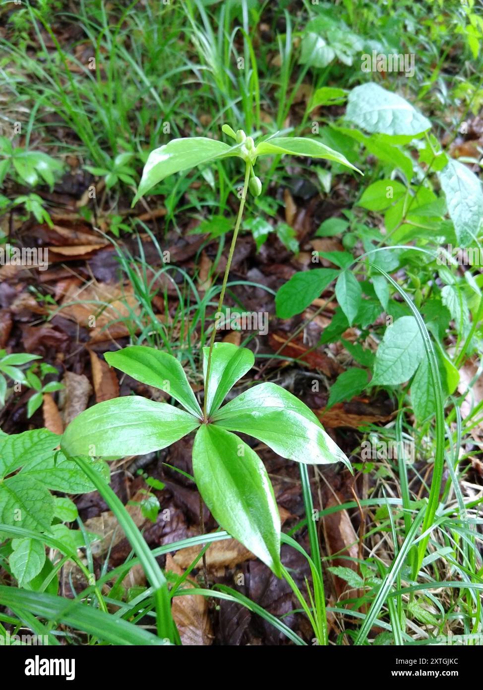 Cucumber Root (Medeola virginiana) Plantae Stock Photo - Alamy