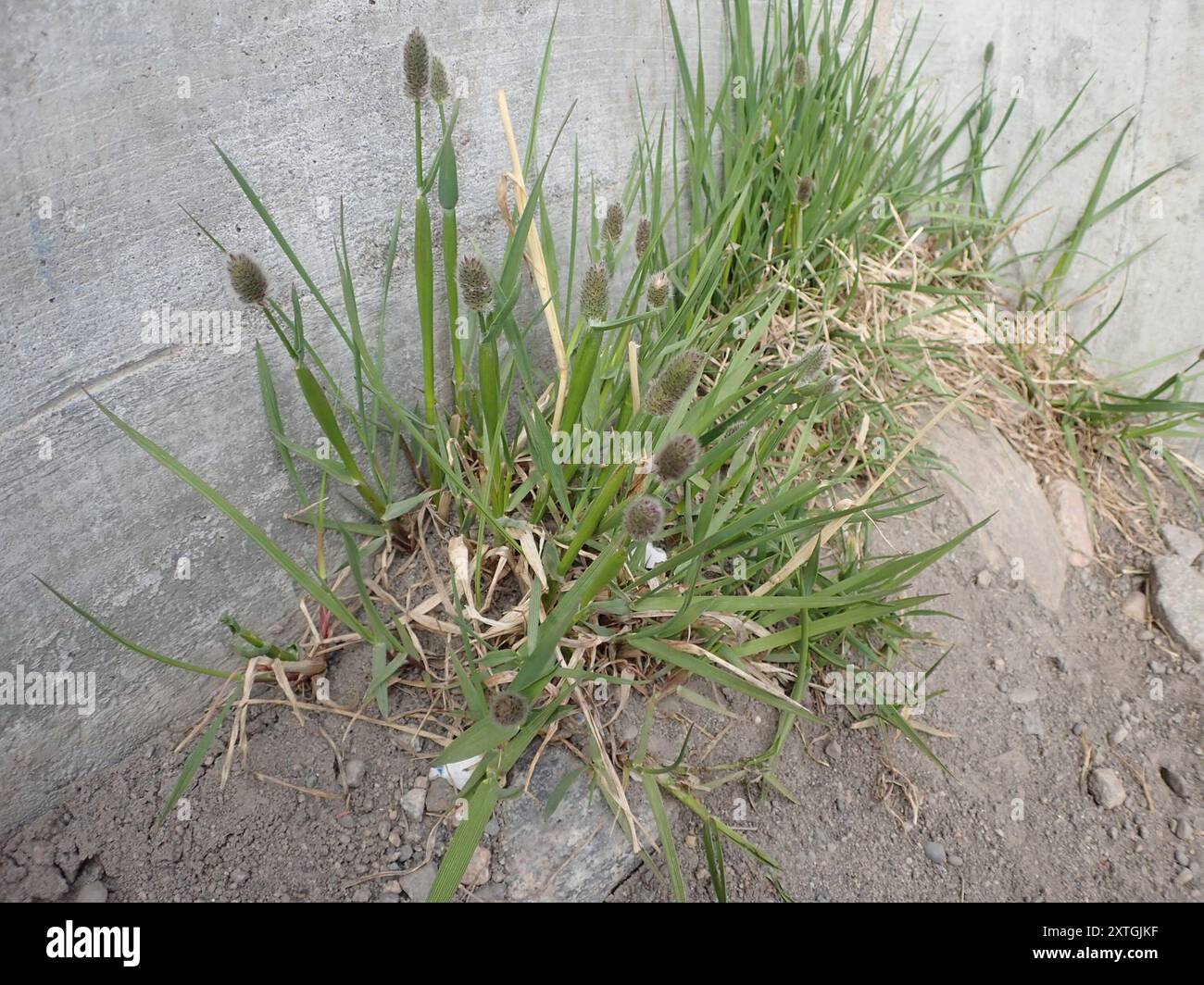 Alpine Timothy (Phleum alpinum) Plantae Stock Photo - Alamy