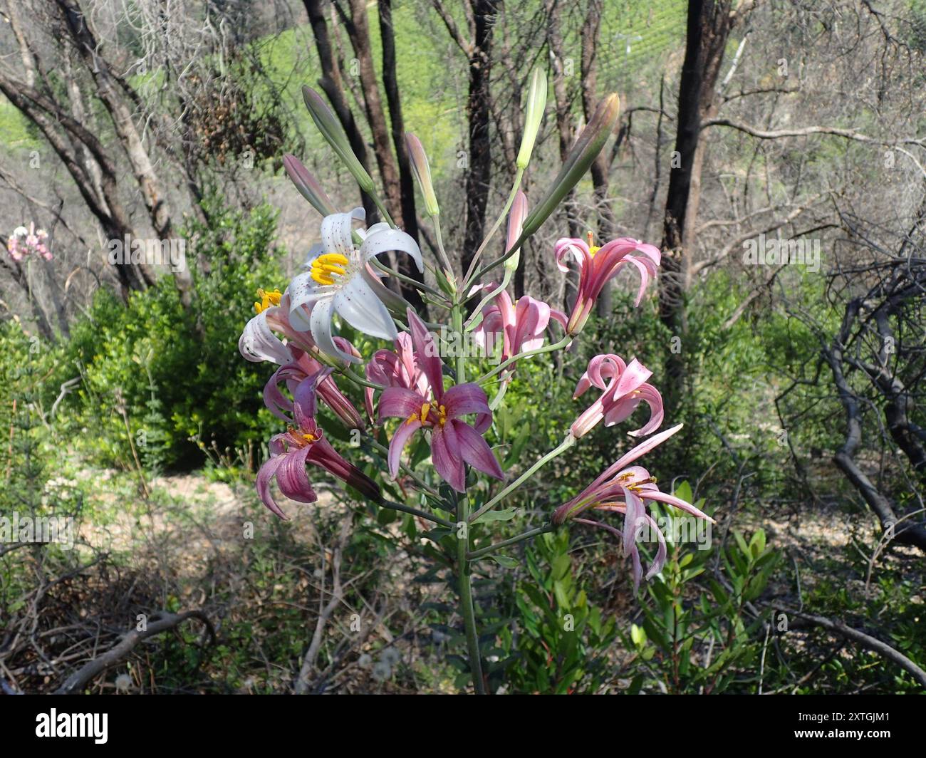 redwood lily (Lilium rubescens) Plantae Stock Photo - Alamy