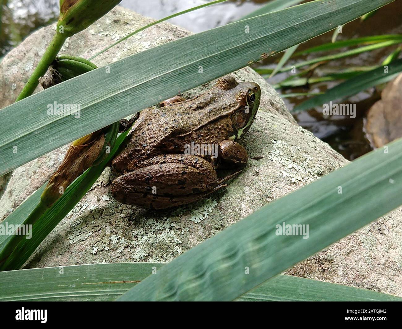 Green Frog (Lithobates clamitans) Amphibia Stock Photo - Alamy