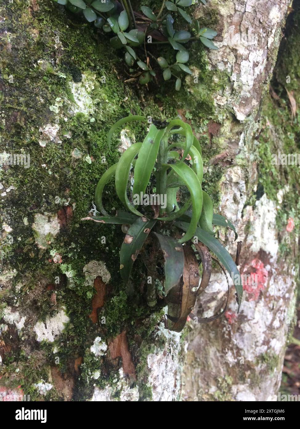 vascular plants (Tracheophyta) Plantae Stock Photo - Alamy