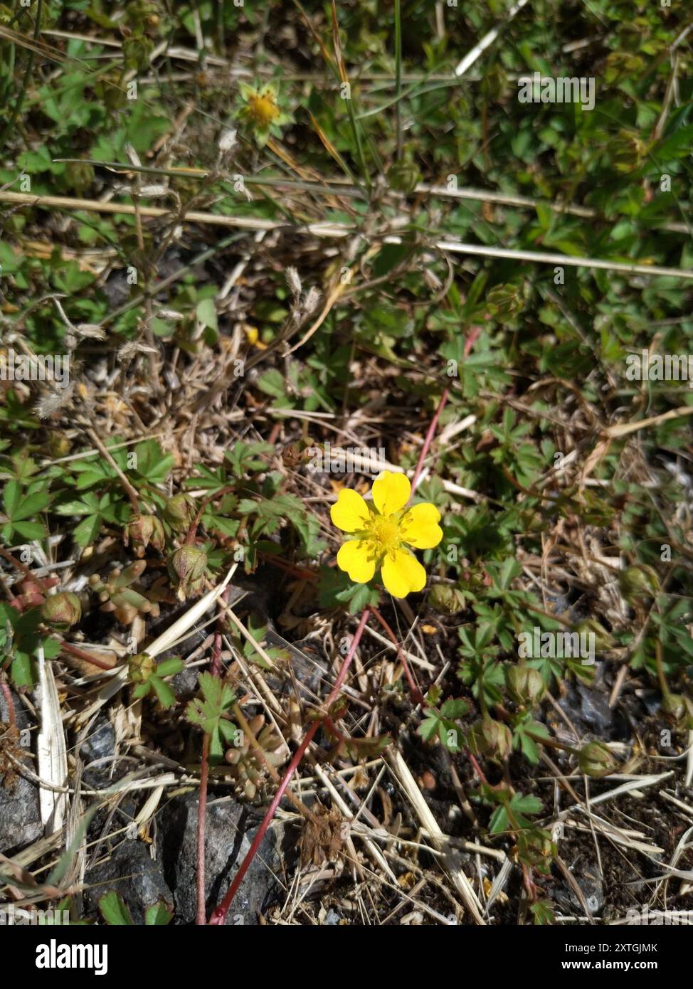 Creeping cinquefoil (Potentilla reptans) Plantae Stock Photo - Alamy