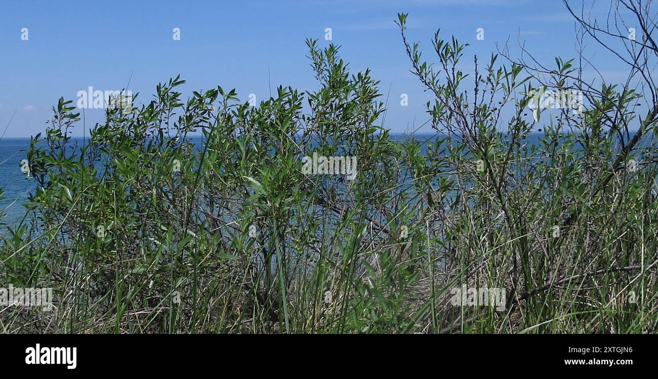 sand cherry (Prunus pumila) Plantae Stock Photo - Alamy