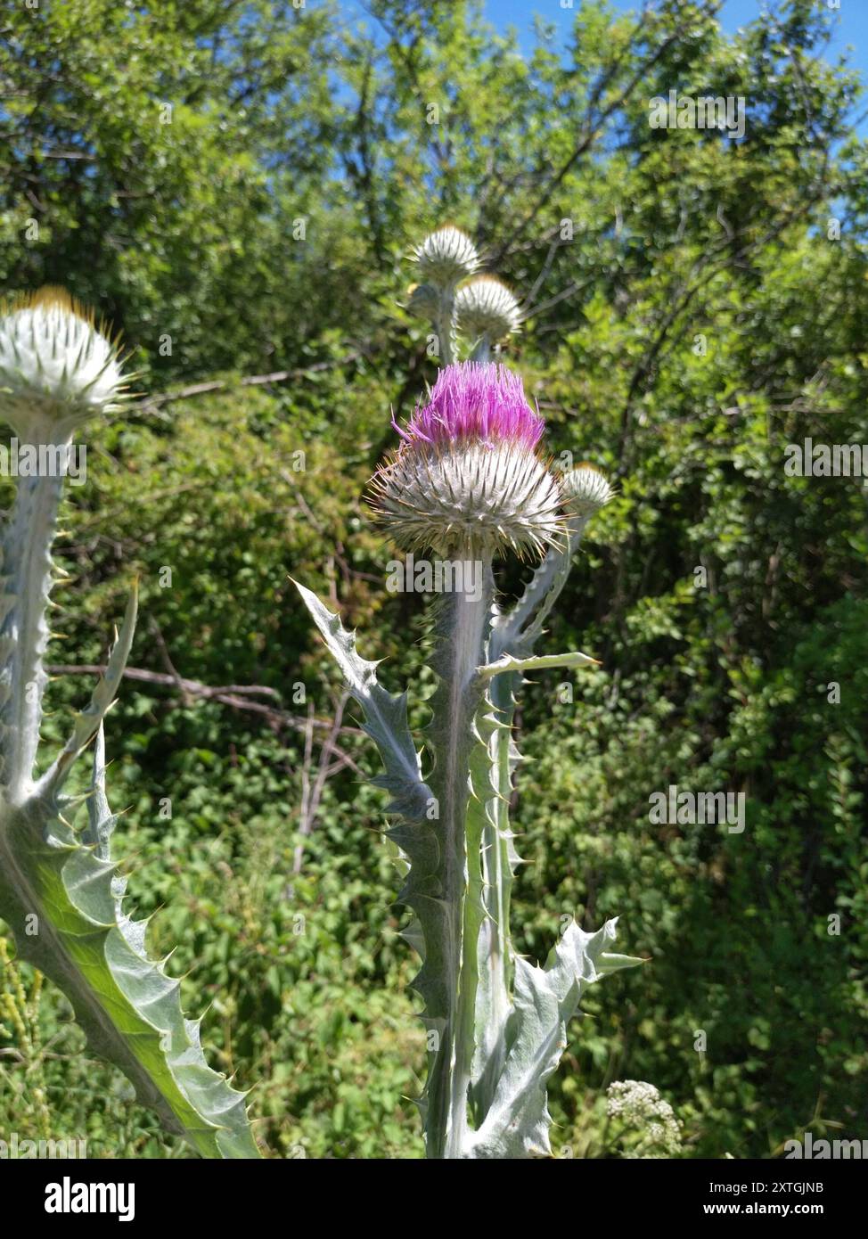 cotton thistle (Onopordum acanthium) Plantae Stock Photo - Alamy