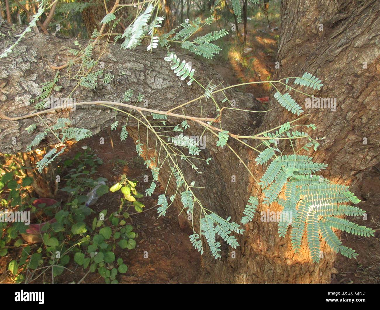 Weeping wattle (Peltophorum africanum) Plantae Stock Photo - Alamy