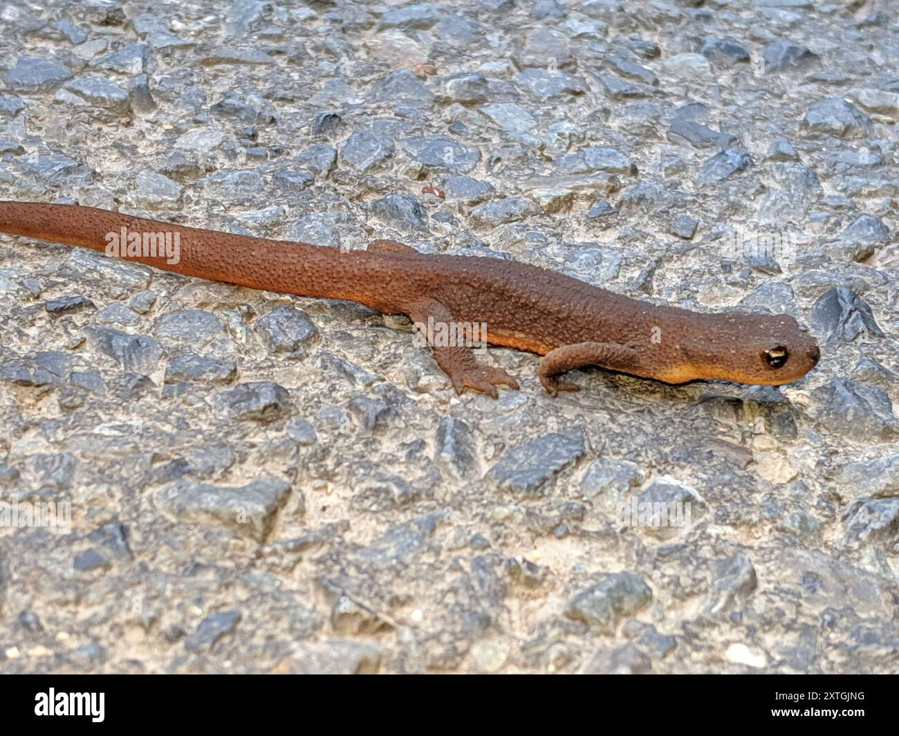 Rough-skinned Newt (Taricha granulosa) Amphibia Stock Photo - Alamy
