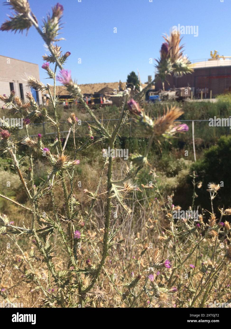 Italian thistle (Carduus pycnocephalus) Plantae Stock Photo - Alamy