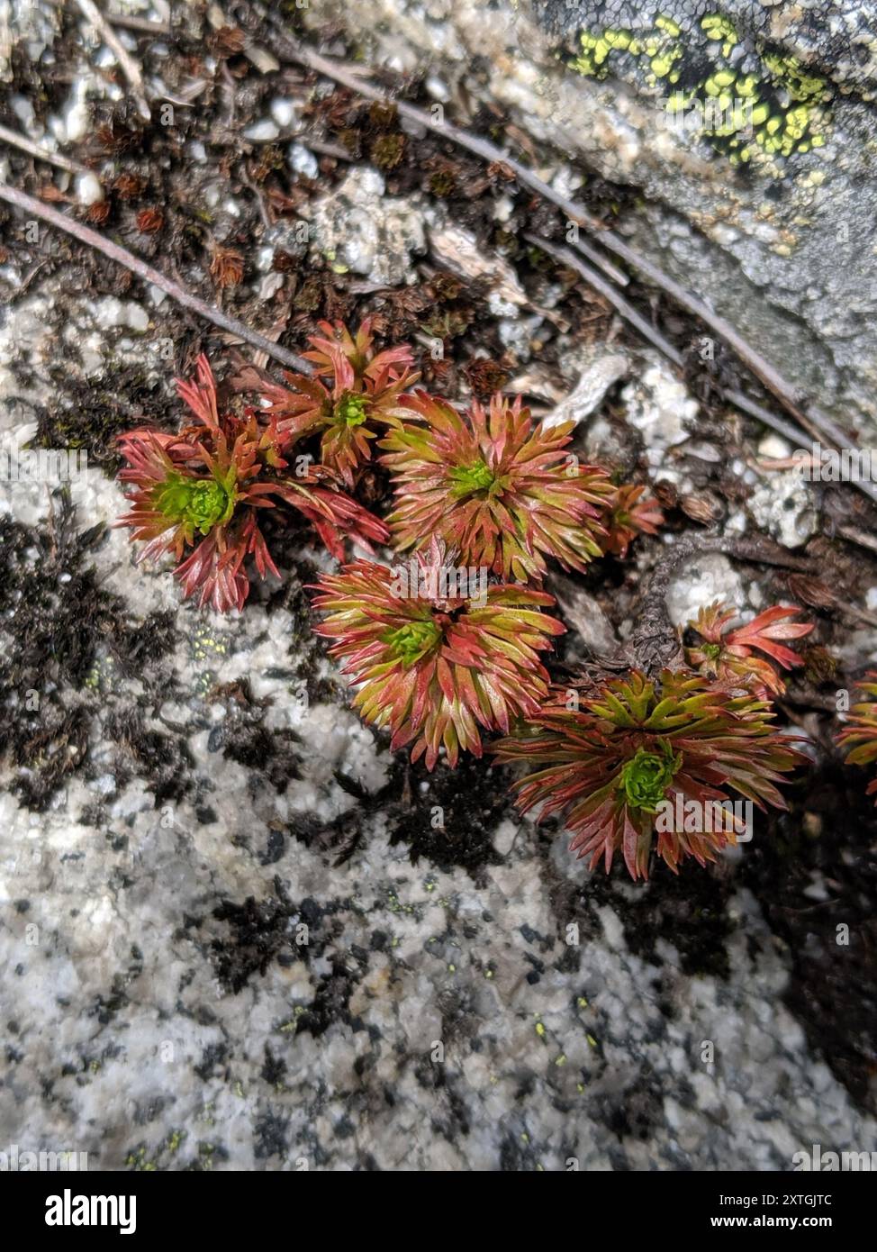Partridgefoot (Luetkea pectinata) Plantae Stock Photo - Alamy