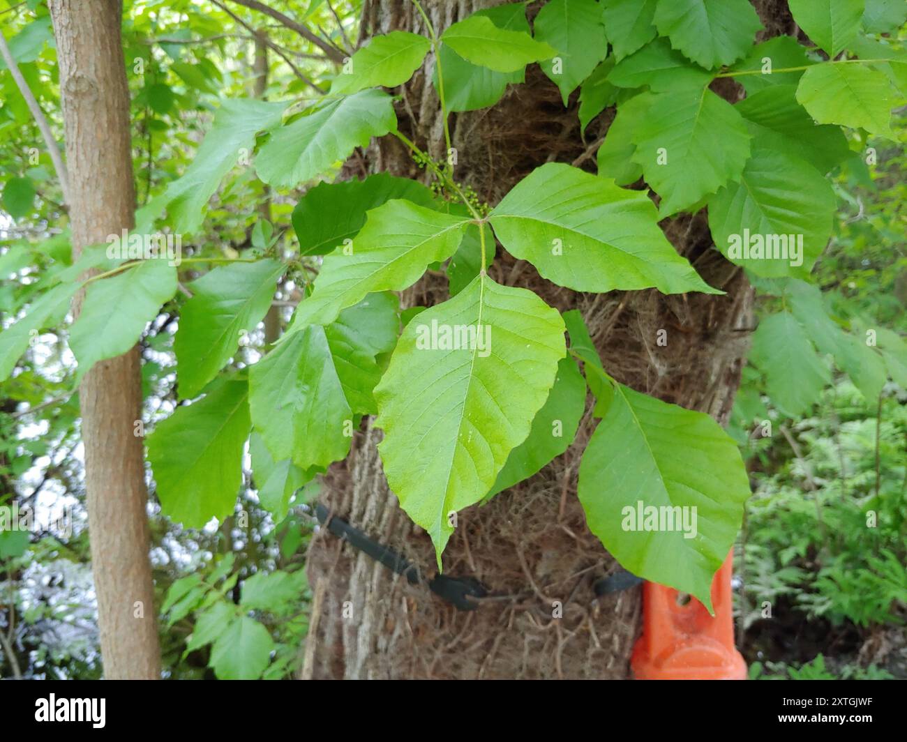 eastern poison ivy (Toxicodendron radicans) Plantae Stock Photo - Alamy