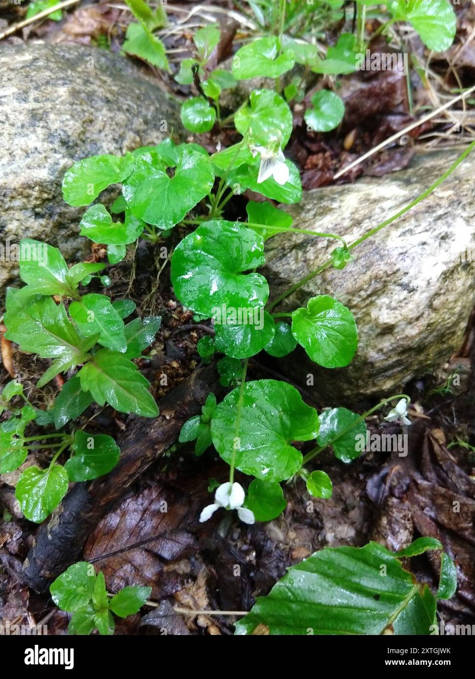 northern white violet (Viola minuscula) Plantae Stock Photo - Alamy