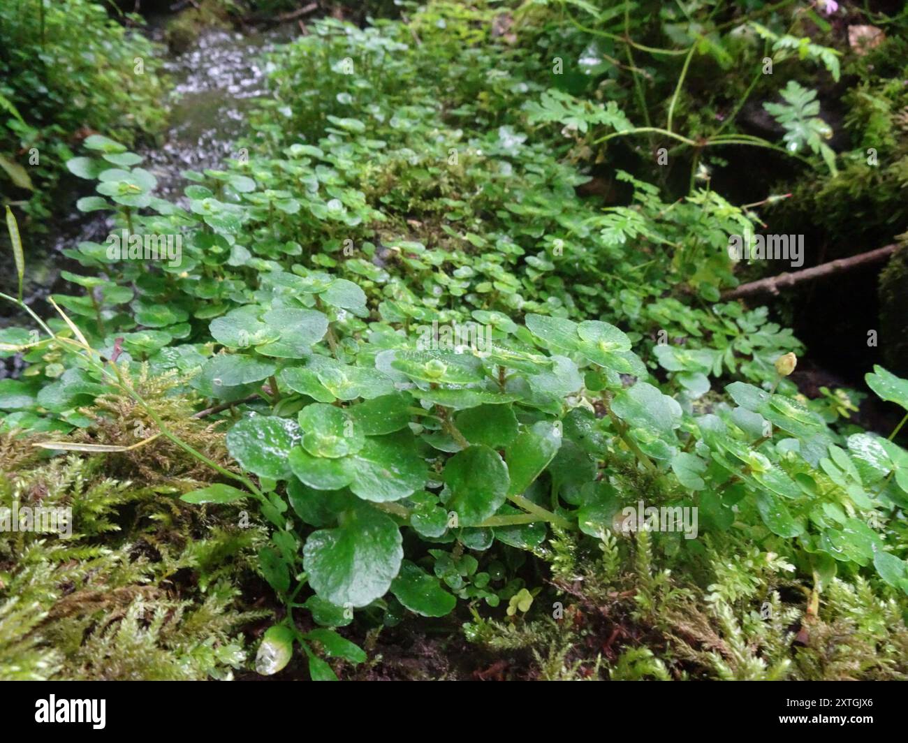 Opposite-leaved Golden-saxifrage (Chrysosplenium oppositifolium ...