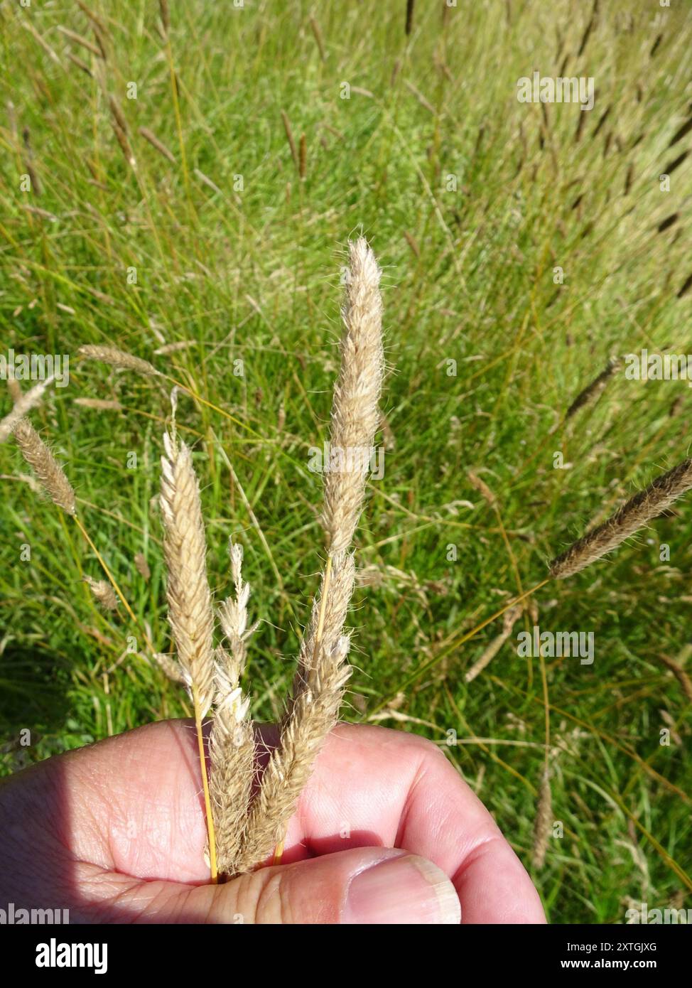 Meadow Foxtail (Alopecurus pratensis) Plantae Stock Photo - Alamy