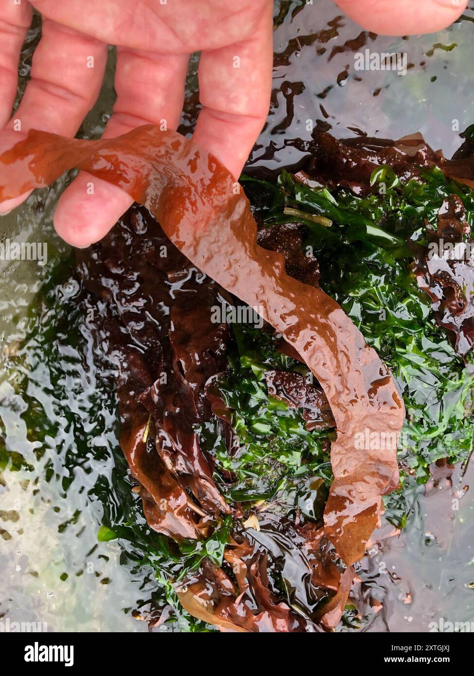 red algae (Rhodophyta) Plantae Stock Photo - Alamy