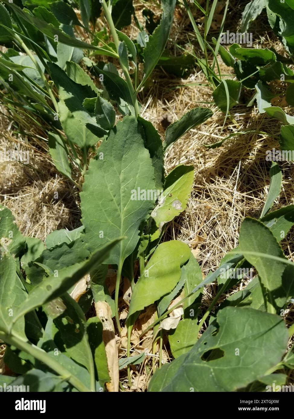 broadleaved pepperweed (Lepidium latifolium) Plantae Stock Photo - Alamy