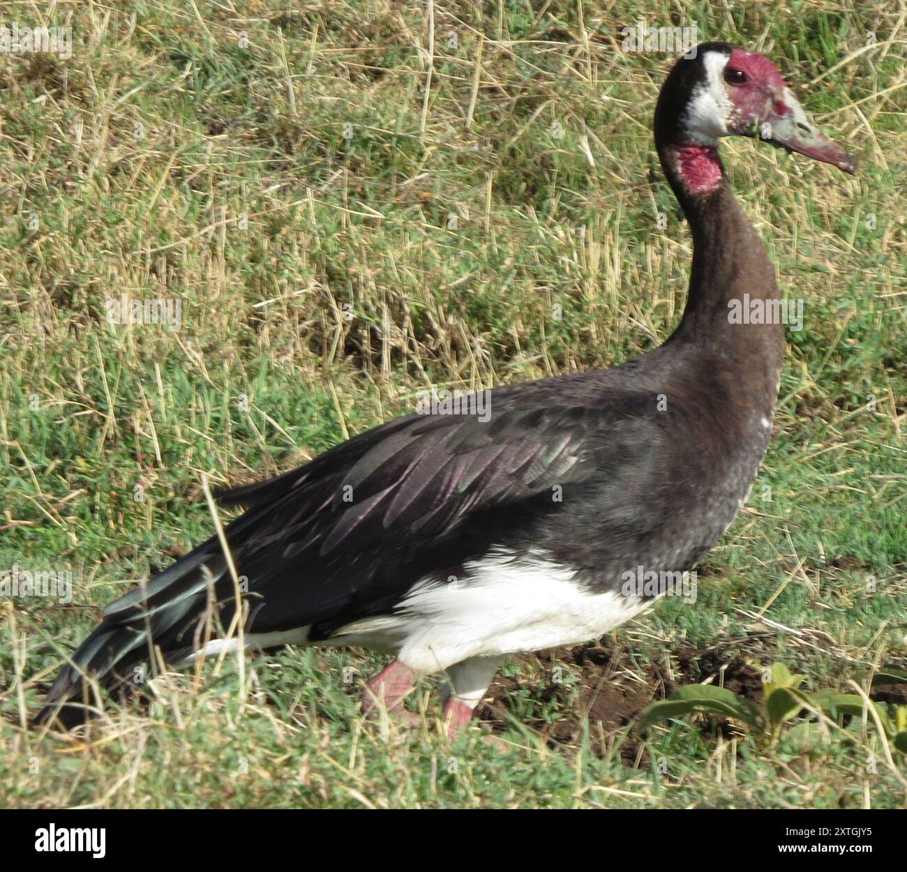 Spur-winged Goose (Plectropterus gambensis) Aves Stock Photo - Alamy
