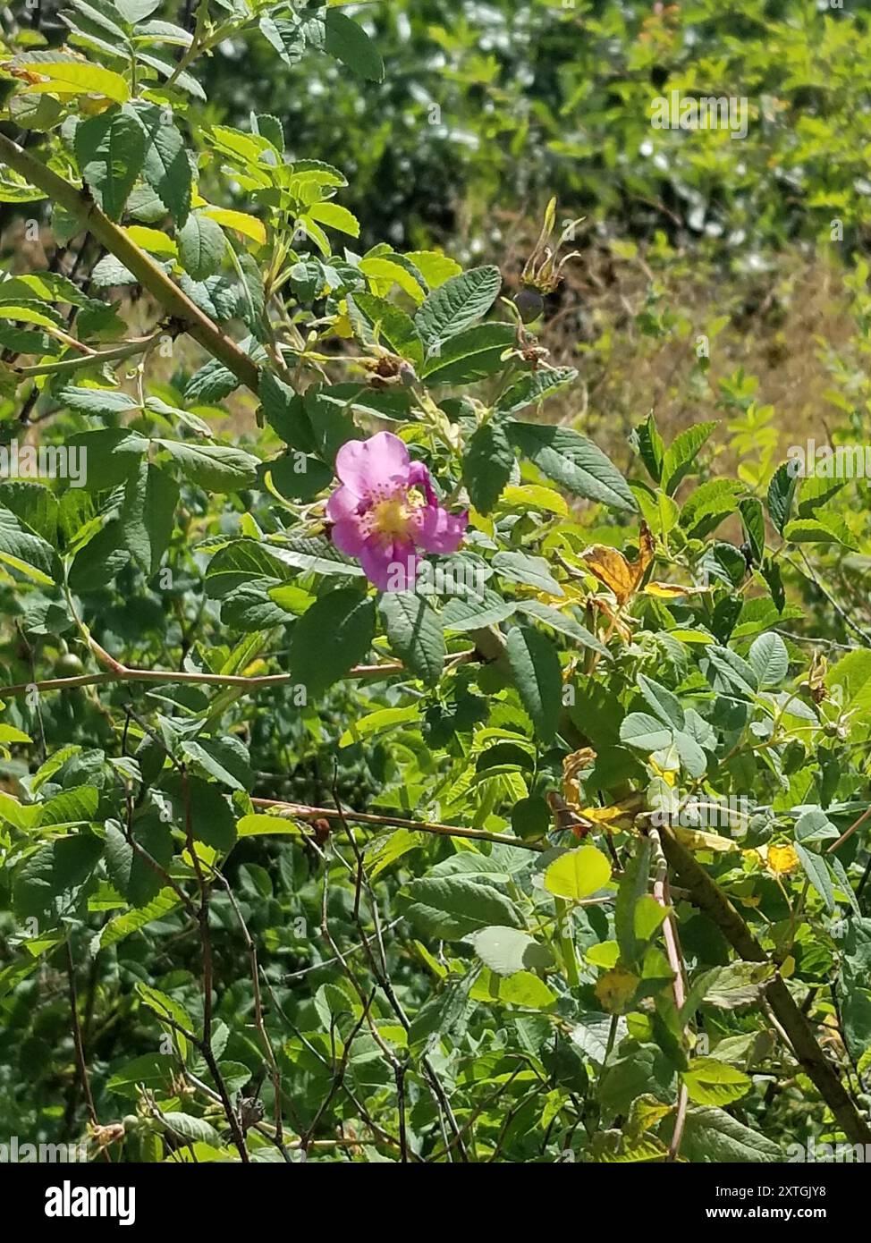 California Wild Rose (Rosa californica) Plantae Stock Photo - Alamy