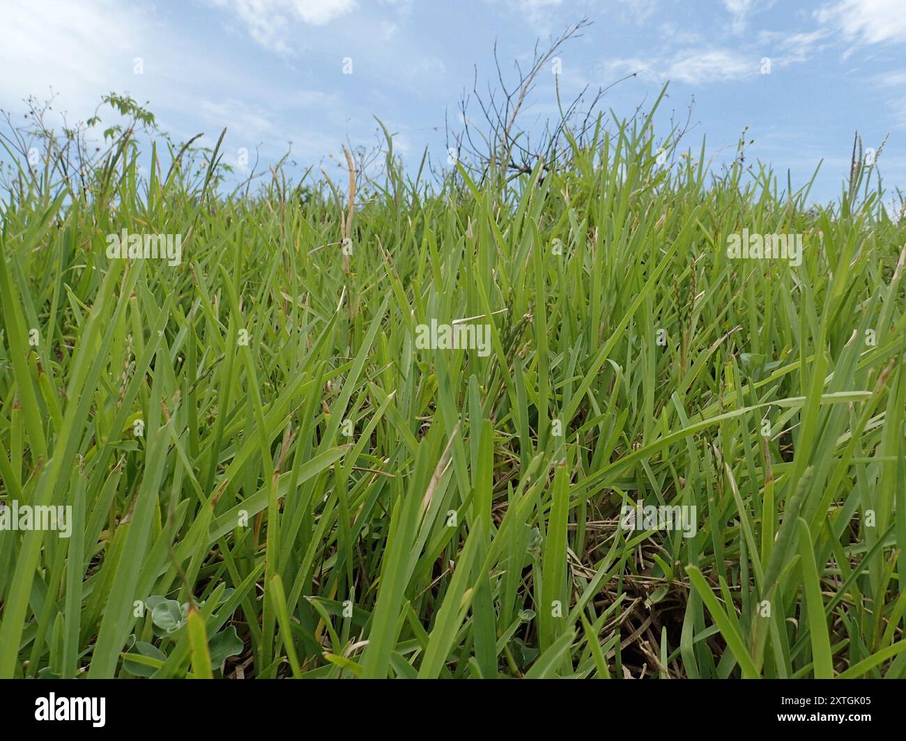 Saint Augustine grass (Stenotaphrum secundatum) Plantae Stock Photo - Alamy