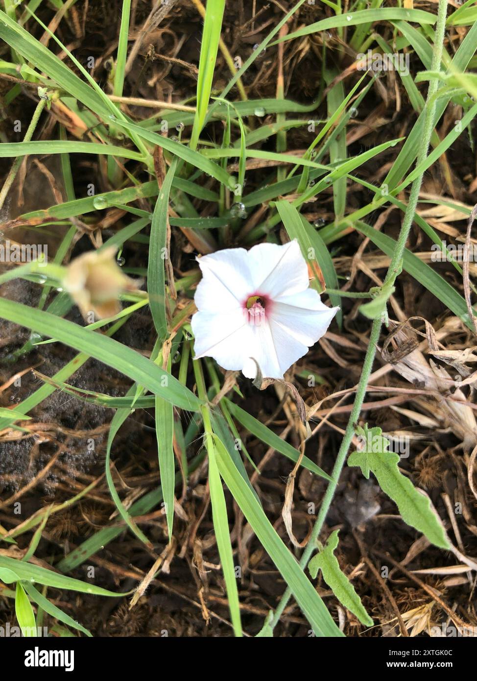 Texas bindweed (Convolvulus equitans) Plantae Stock Photo - Alamy