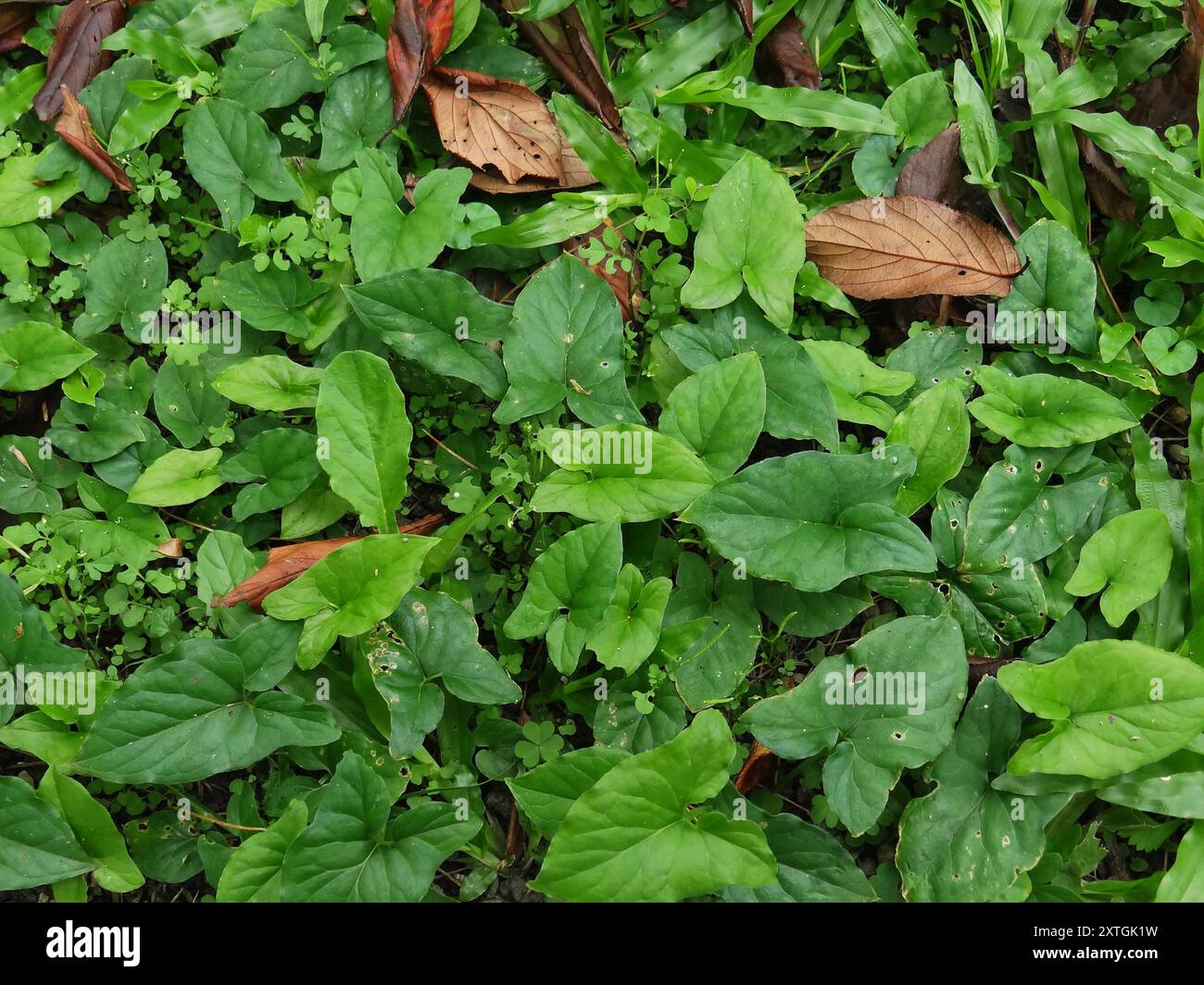 Divaricate Typhonium (Typhonium blumei) Plantae Stock Photo - Alamy