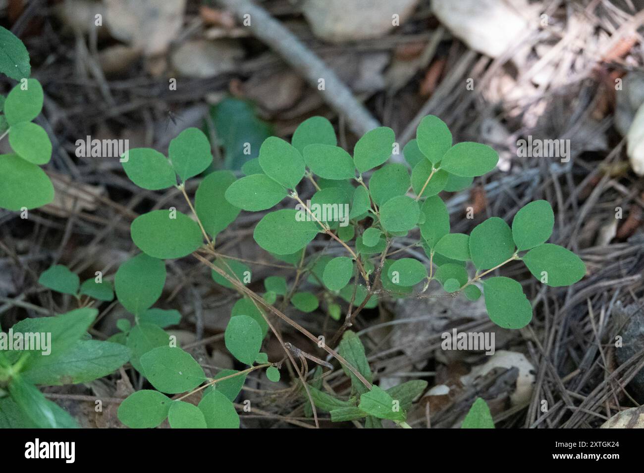 creeping snowberry (Symphoricarpos mollis) Plantae Stock Photo - Alamy