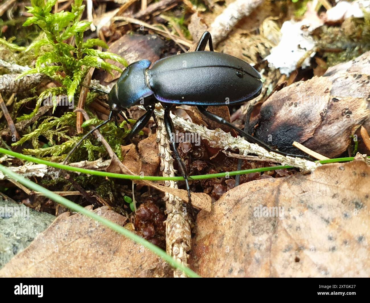 Violet ground beetle (Carabus violaceus) Insecta Stock Photo - Alamy