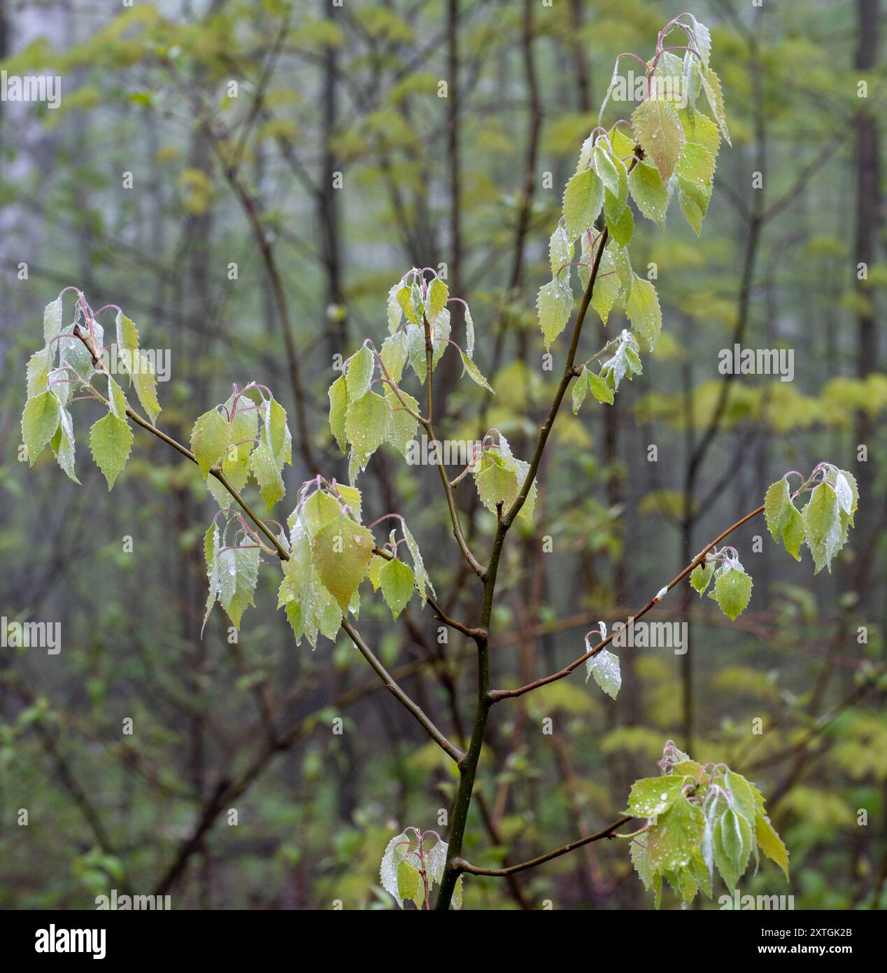 bigtooth aspen (Populus grandidentata) Plantae Stock Photo - Alamy