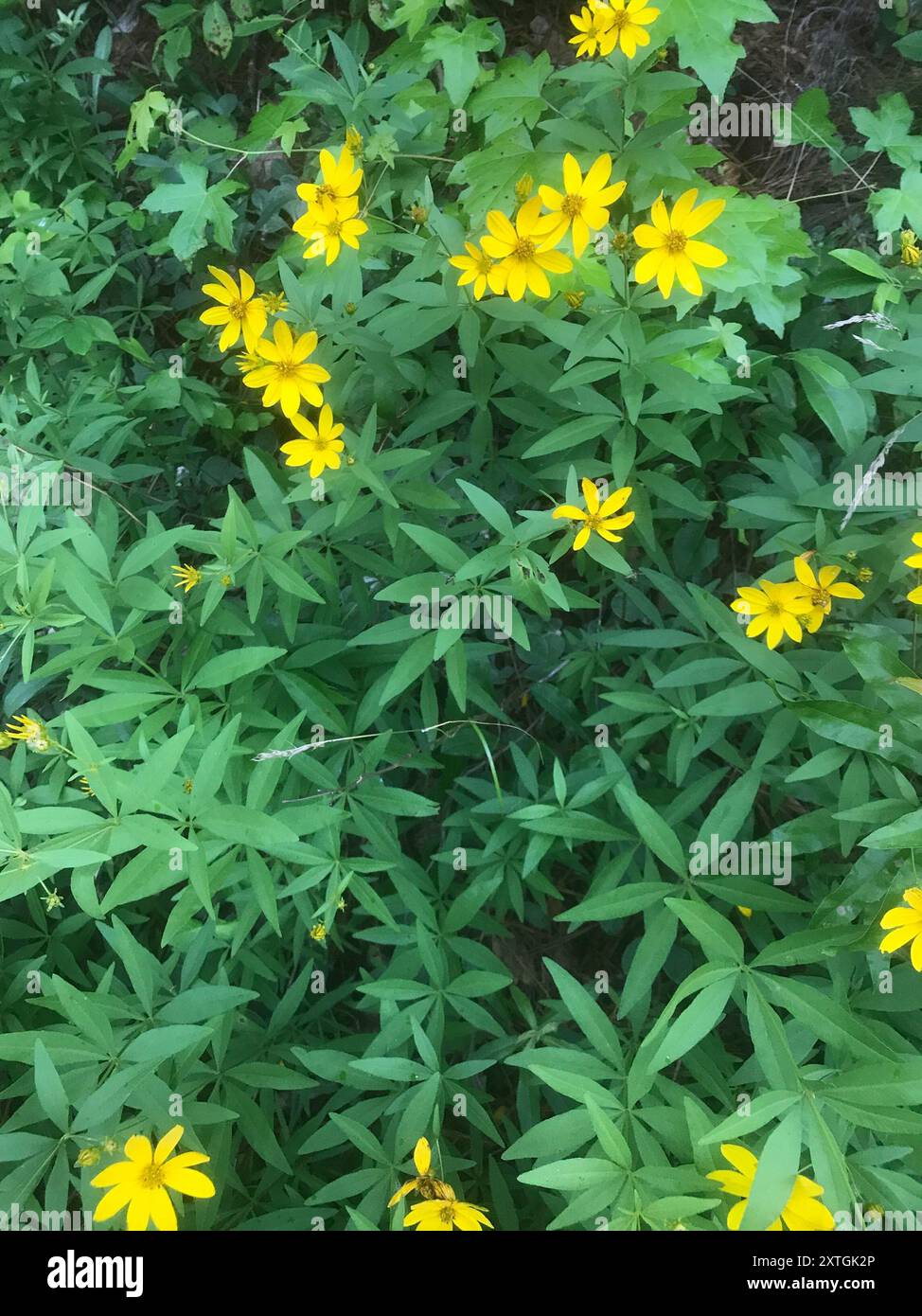 Greater Tickseed (Coreopsis major) Plantae Stock Photo - Alamy