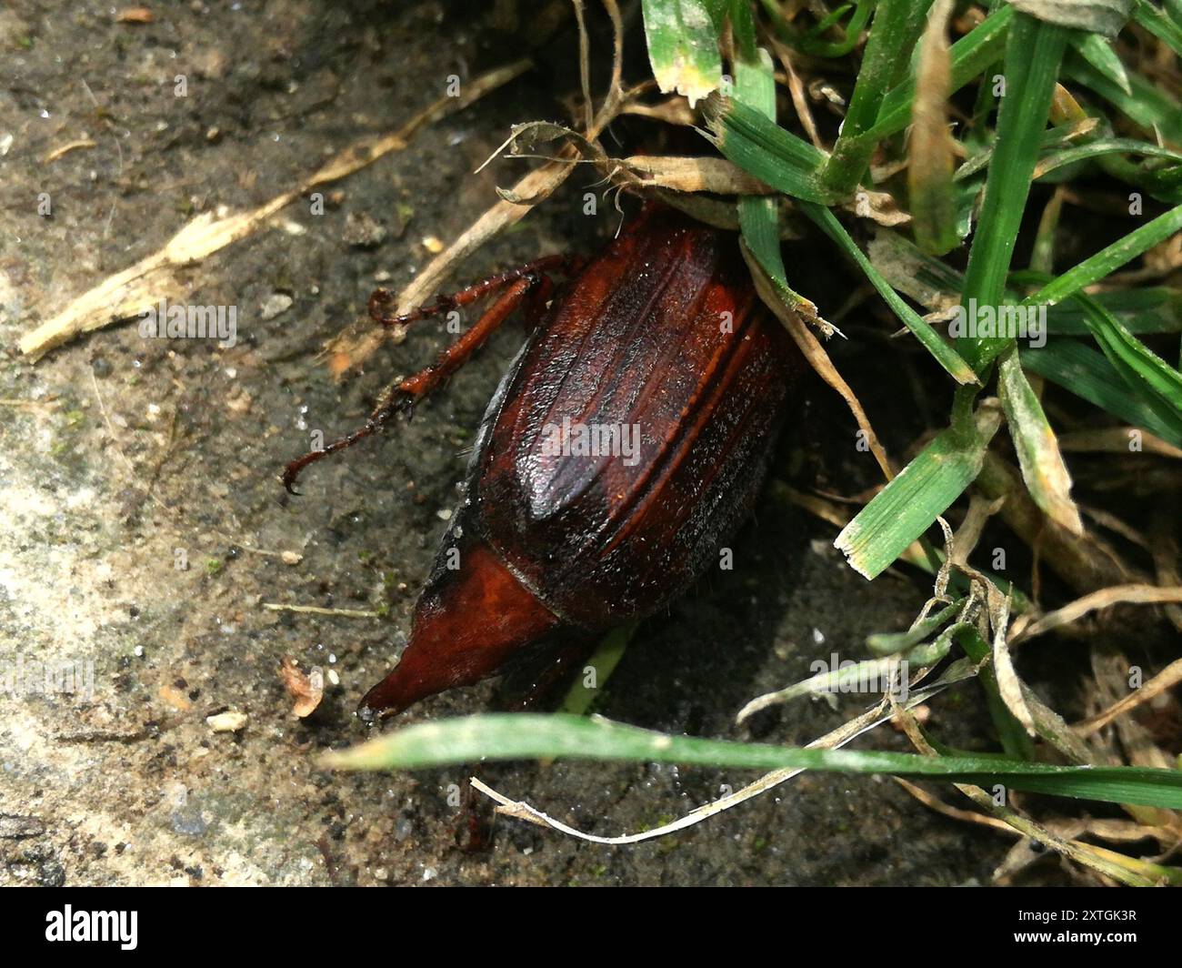 Cockchafers (Melolontha) Insecta Stock Photo - Alamy