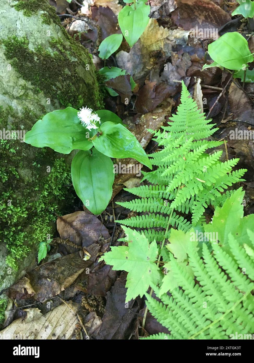 Canada mayflower (Maianthemum canadense) Plantae Stock Photo - Alamy