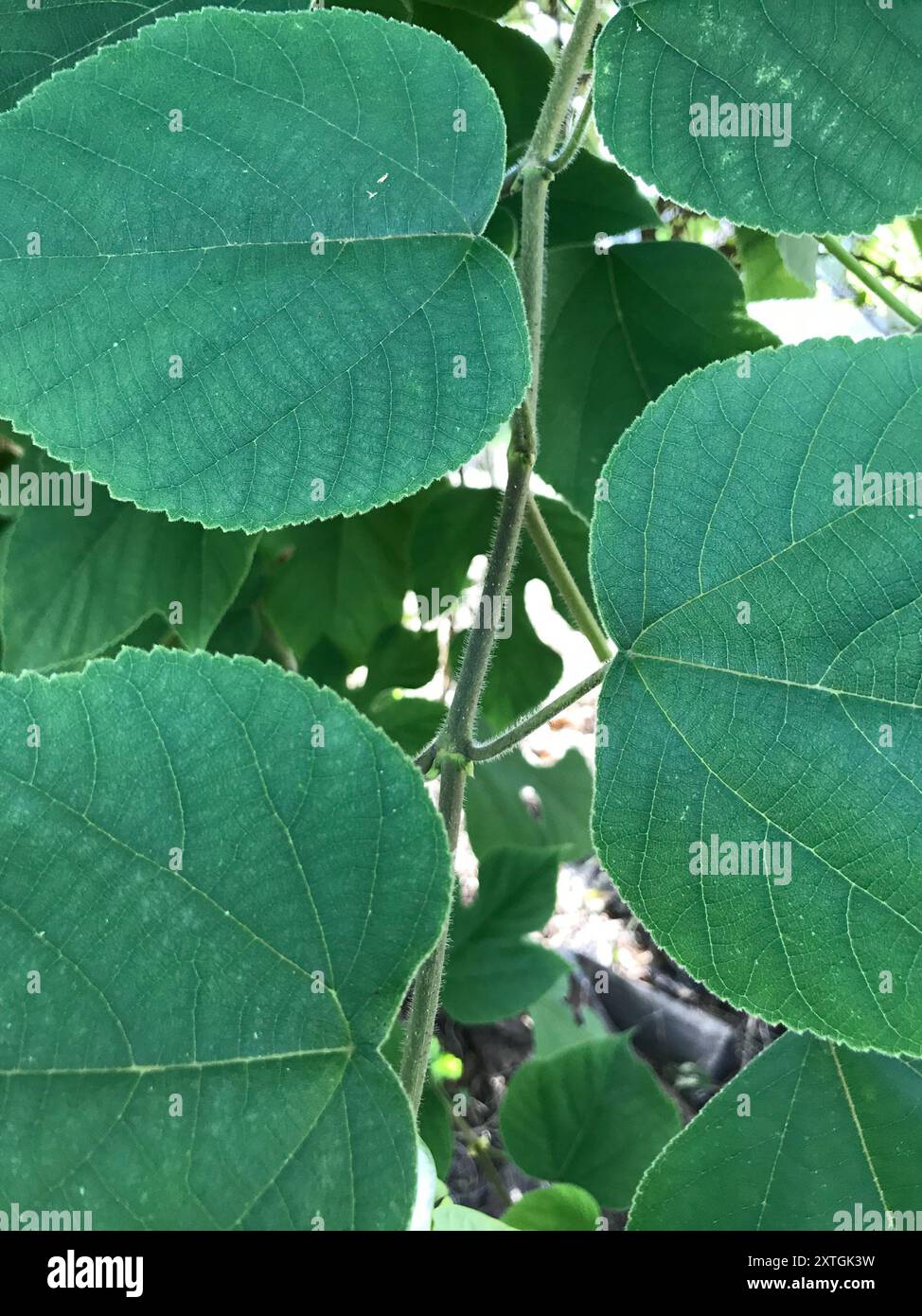 Paper mulberry (Broussonetia papyrifera) Plantae Stock Photo - Alamy