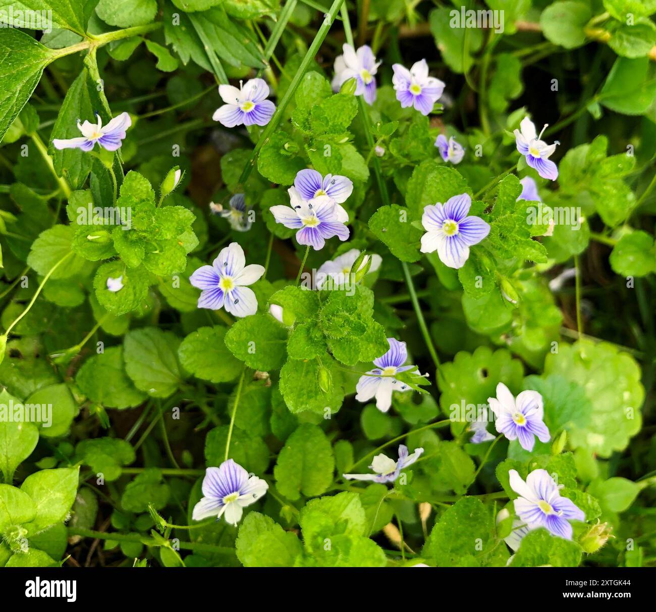 Slender speedwell (Veronica filiformis) Plantae Stock Photo - Alamy
