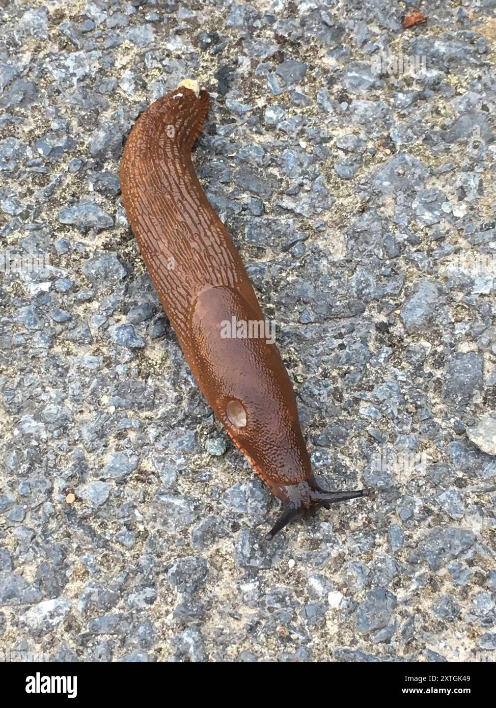 ater-group Arion Slugs (Arion) Mollusca Stock Photo - Alamy