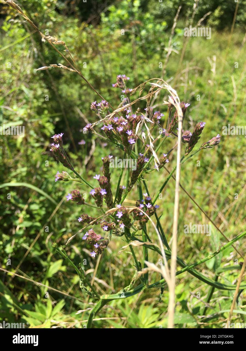Brazilian Vervain (Verbena brasiliensis) Plantae Stock Photo - Alamy